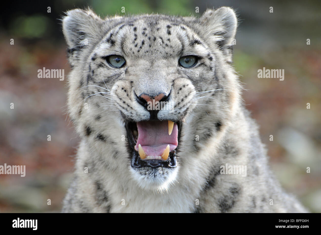 Snarling leopard hi-res stock photography and images - Alamy