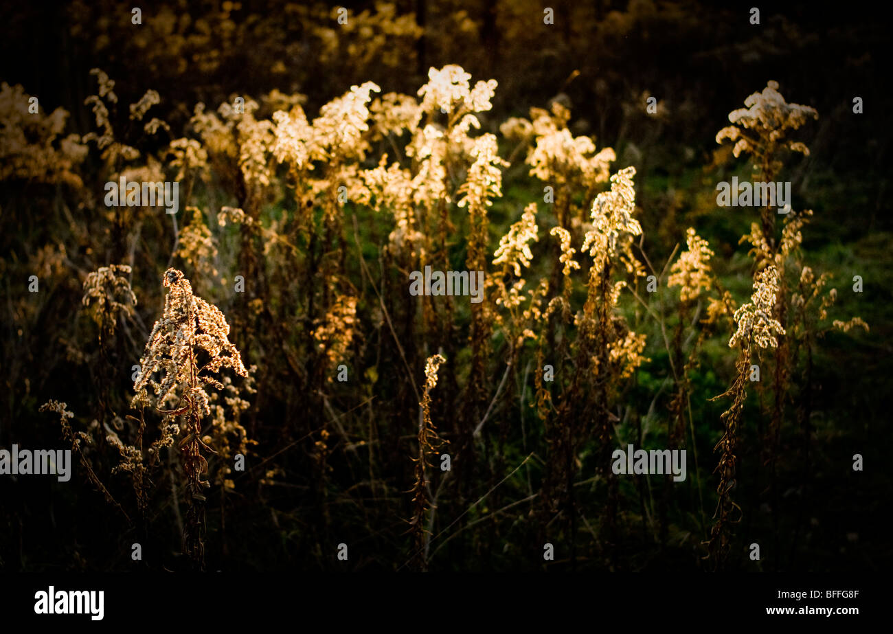 Flowers lightened by beautiful backlight at dusk in forest Stock Photo ...
