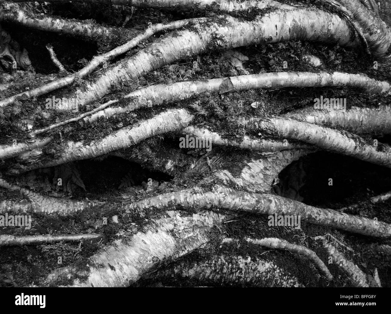 Roots growing over ground Stock Photo - Alamy