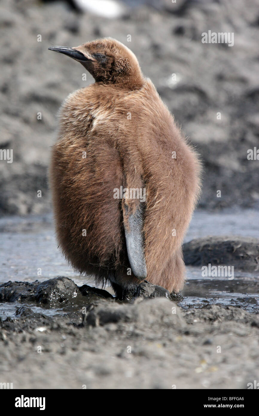 Fat penguin hi-res stock photography and images - Alamy