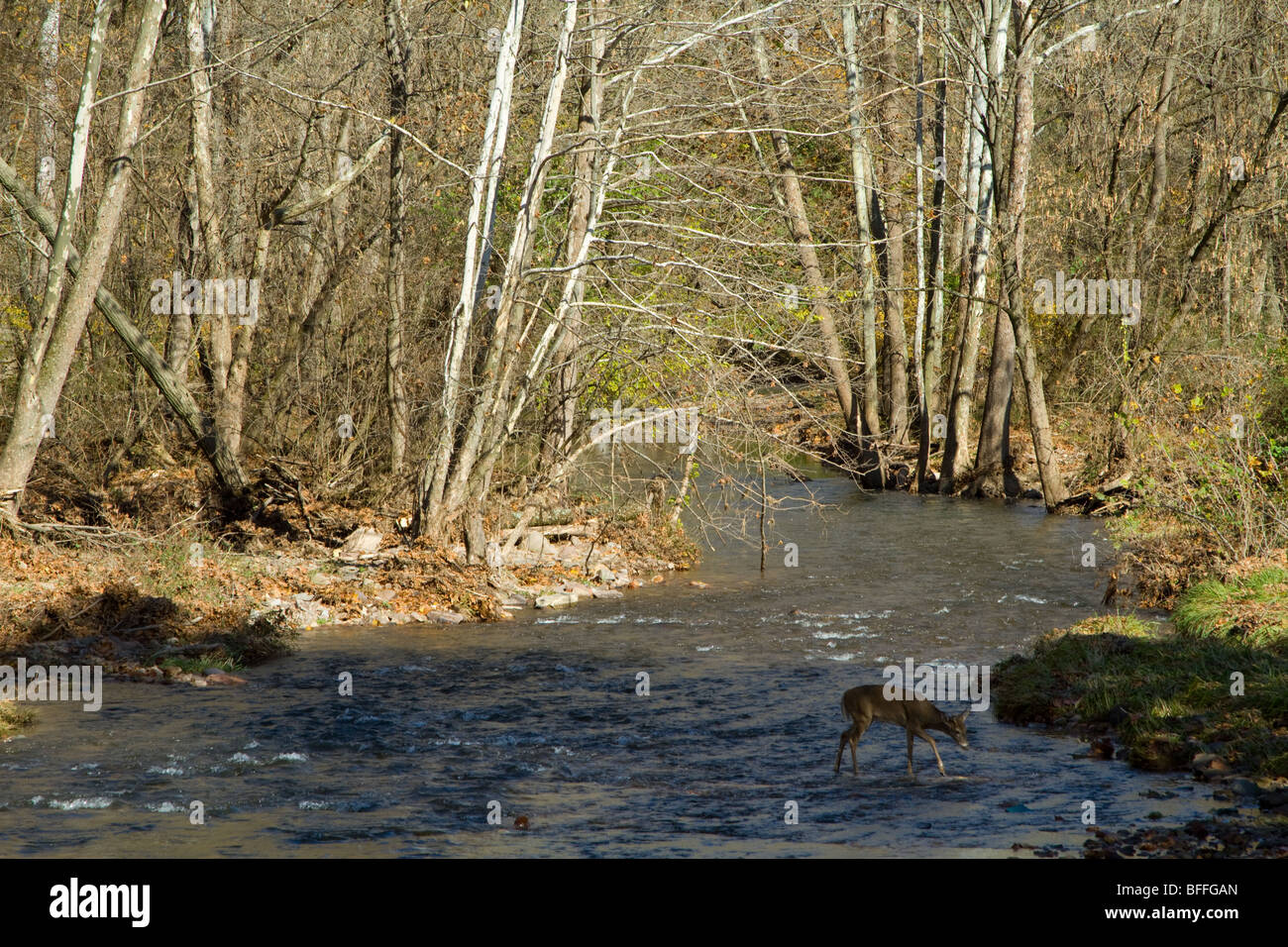 Deer in woods and stream Stock Photo - Alamy