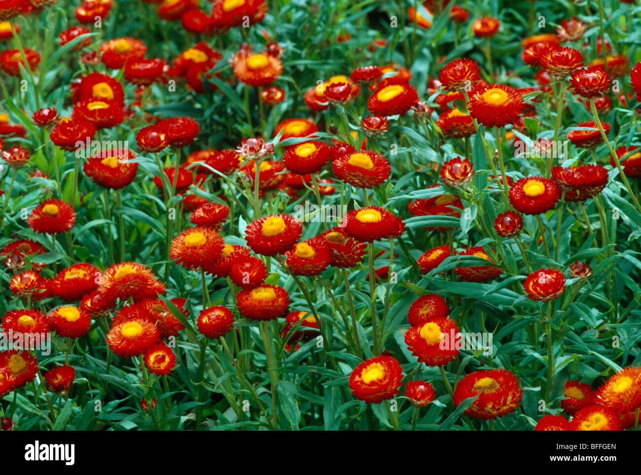 Red carpet bikini hi-res stock photography and images - Alamy