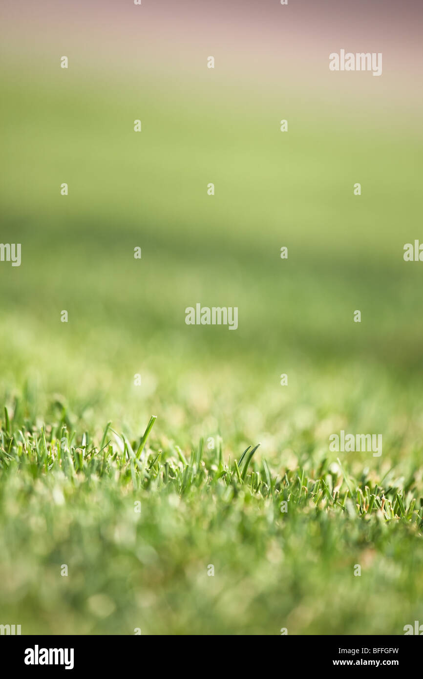 Abstract green grass background Stock Photo - Alamy