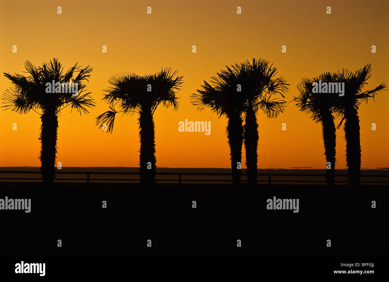 Silhouetted palm trees stand hi-res stock photography and images - Alamy