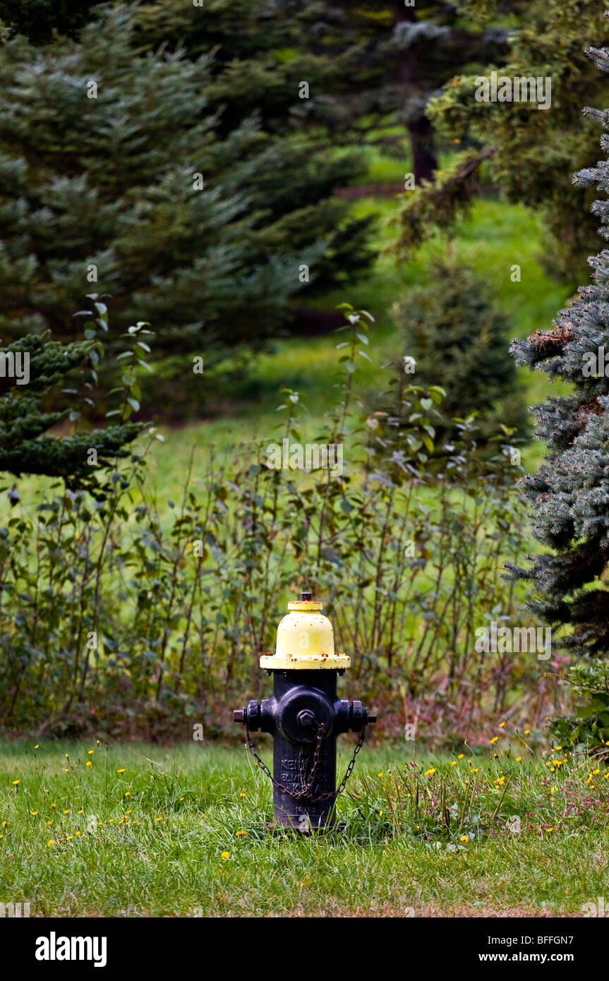 Fire Hydrant in Forest Stock Photo - Alamy