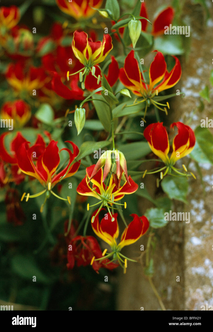 Gloriosa superba rothschildiana hi-res stock photography and images - Alamy