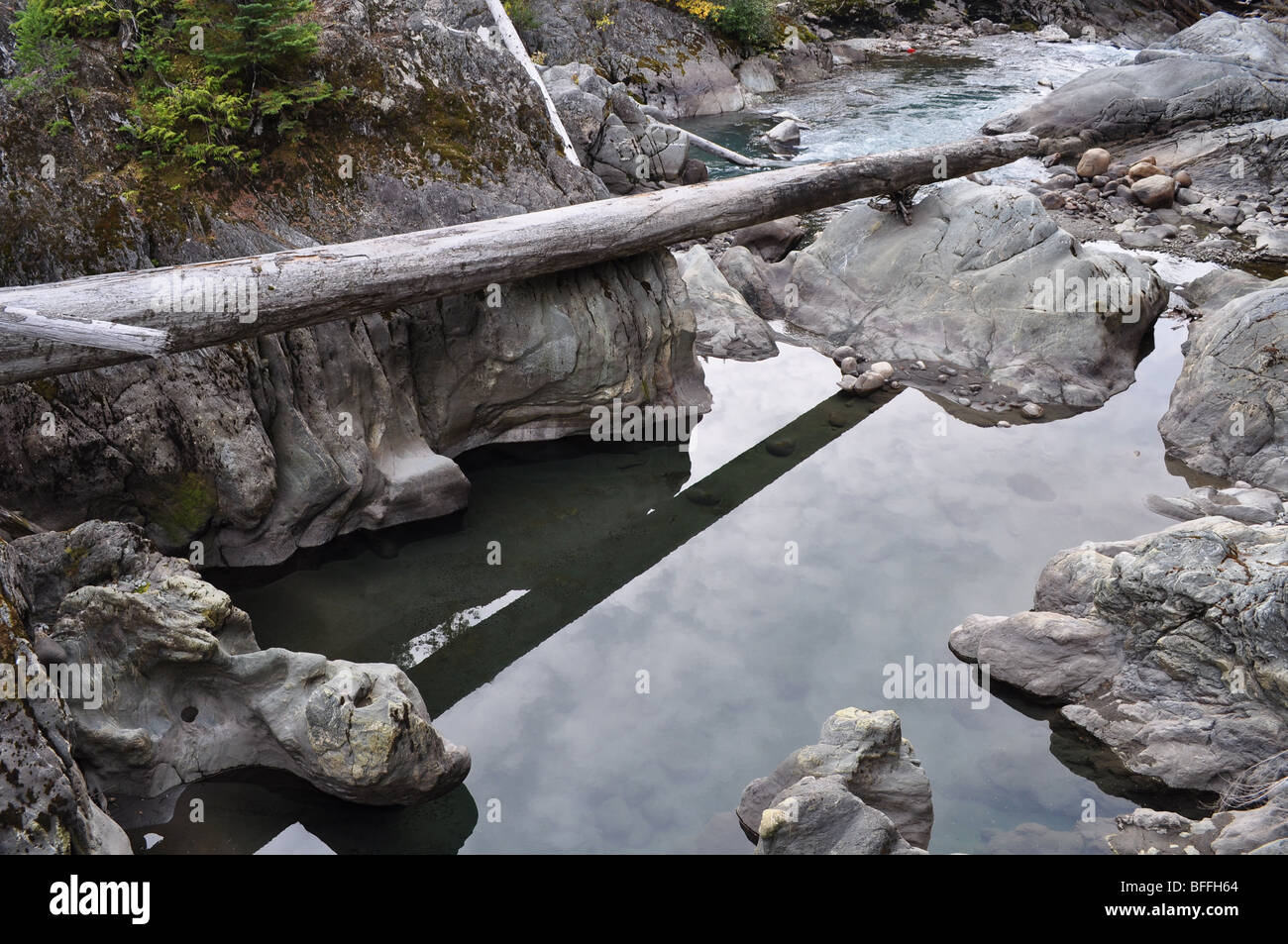 Fallen tree over calm river Stock Photo - Alamy