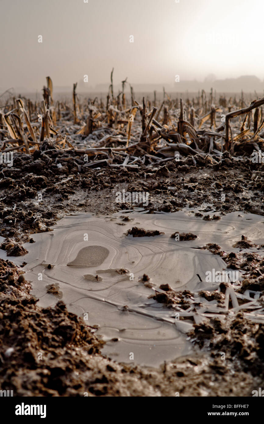 Photo of a frozen corn field Stock Photo - Alamy