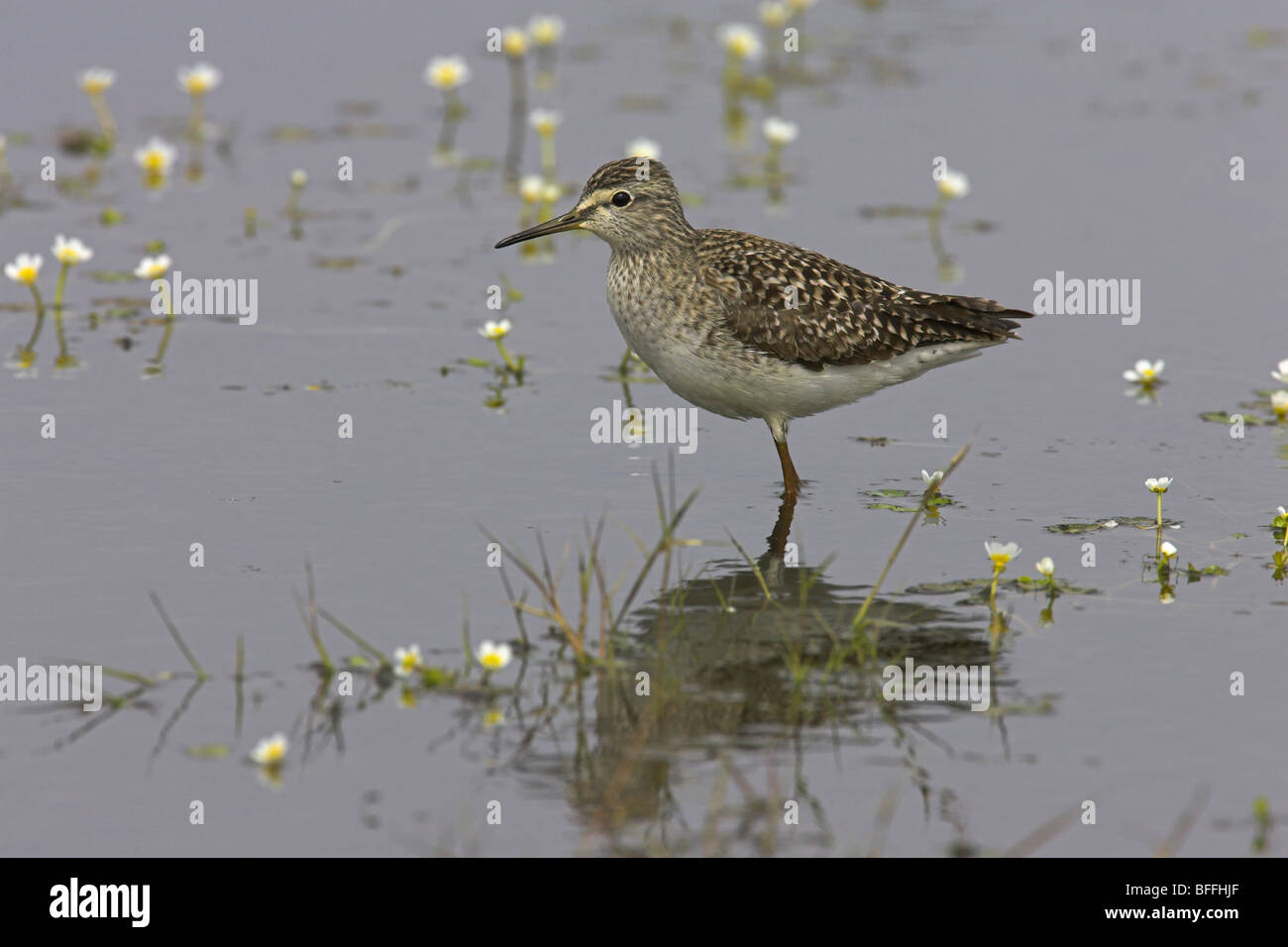 Wood Sandpiper Tringa glareola in shallow pool with white flowers in ...