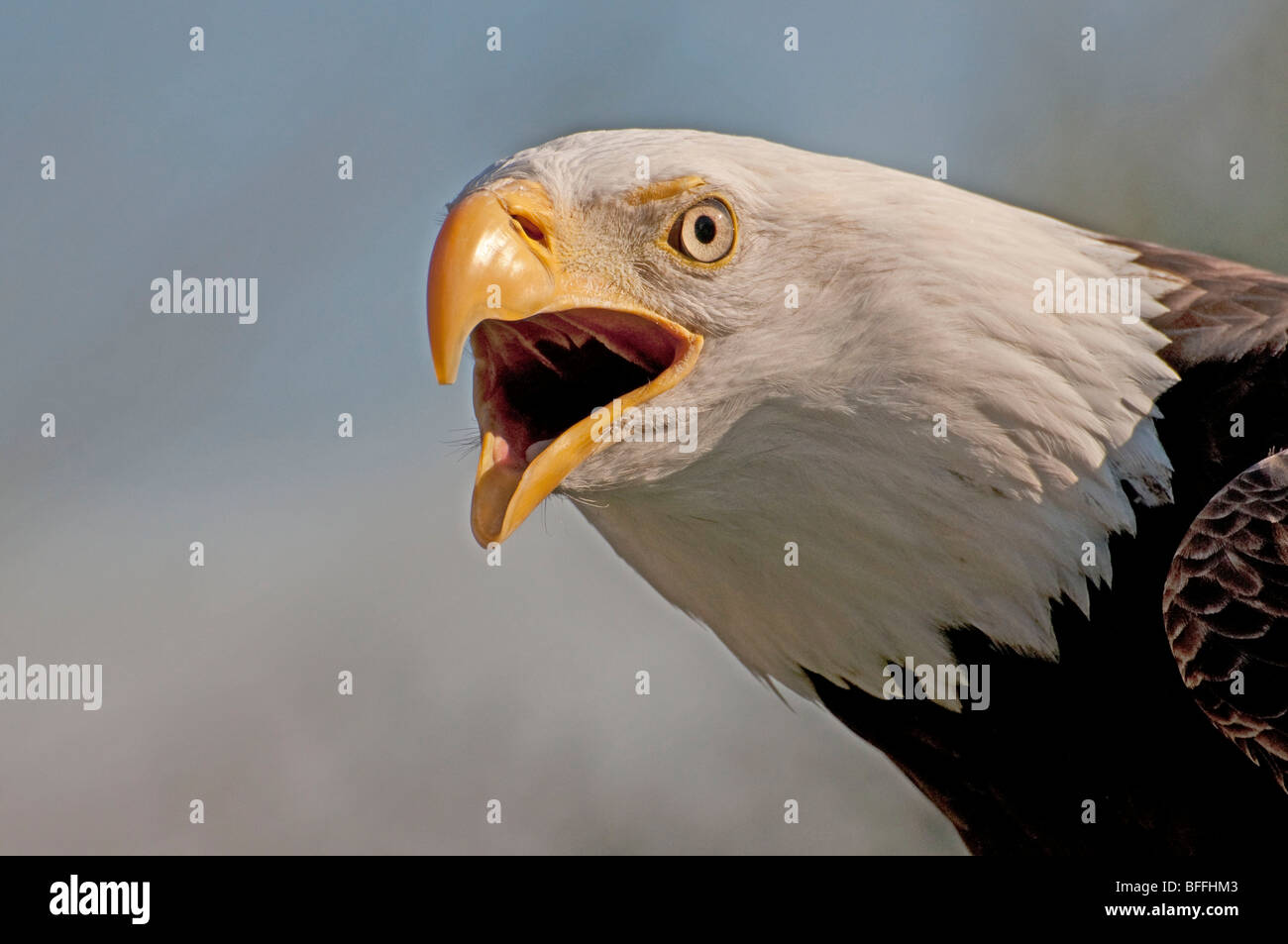 Close-up of an excited Bald Eagle Stock Photo - Alamy