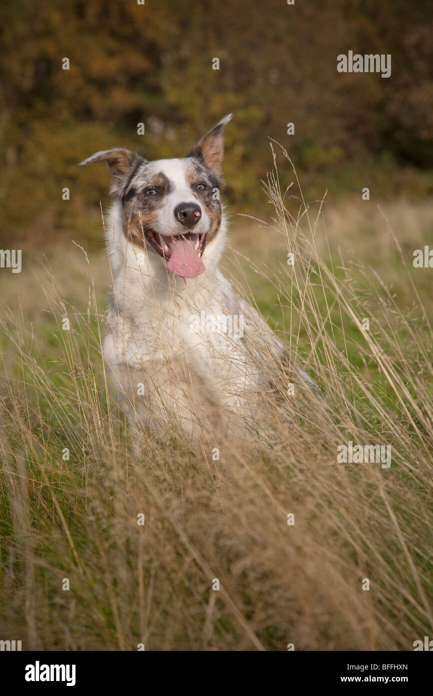 blue merle border collie pedigree sheep dog sat panting in a field of ...