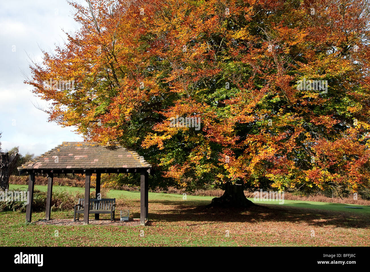 Beech tree in the grounds of the Ashdown Park Hotel Stock Photo - Alamy
