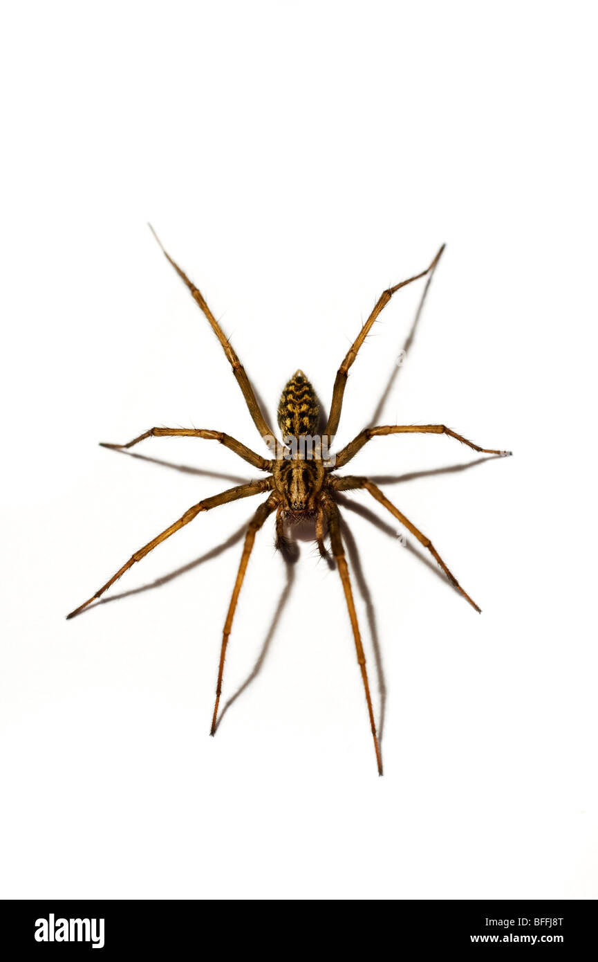 common house spider Stock Photo - Alamy