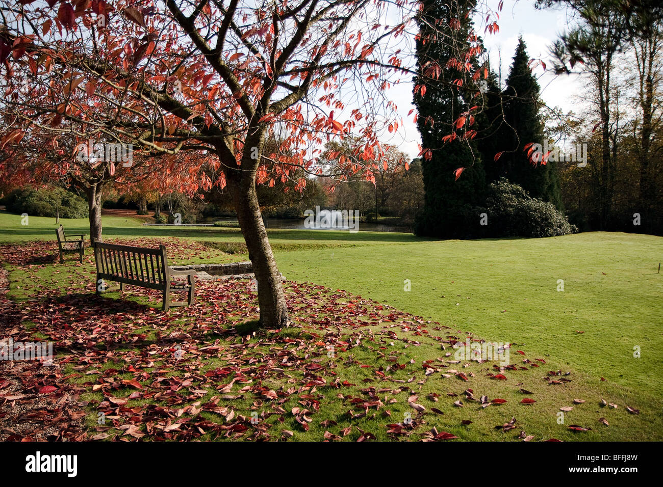 Trees in the grounds of the Ashdown Park Hotel Stock Photo - Alamy