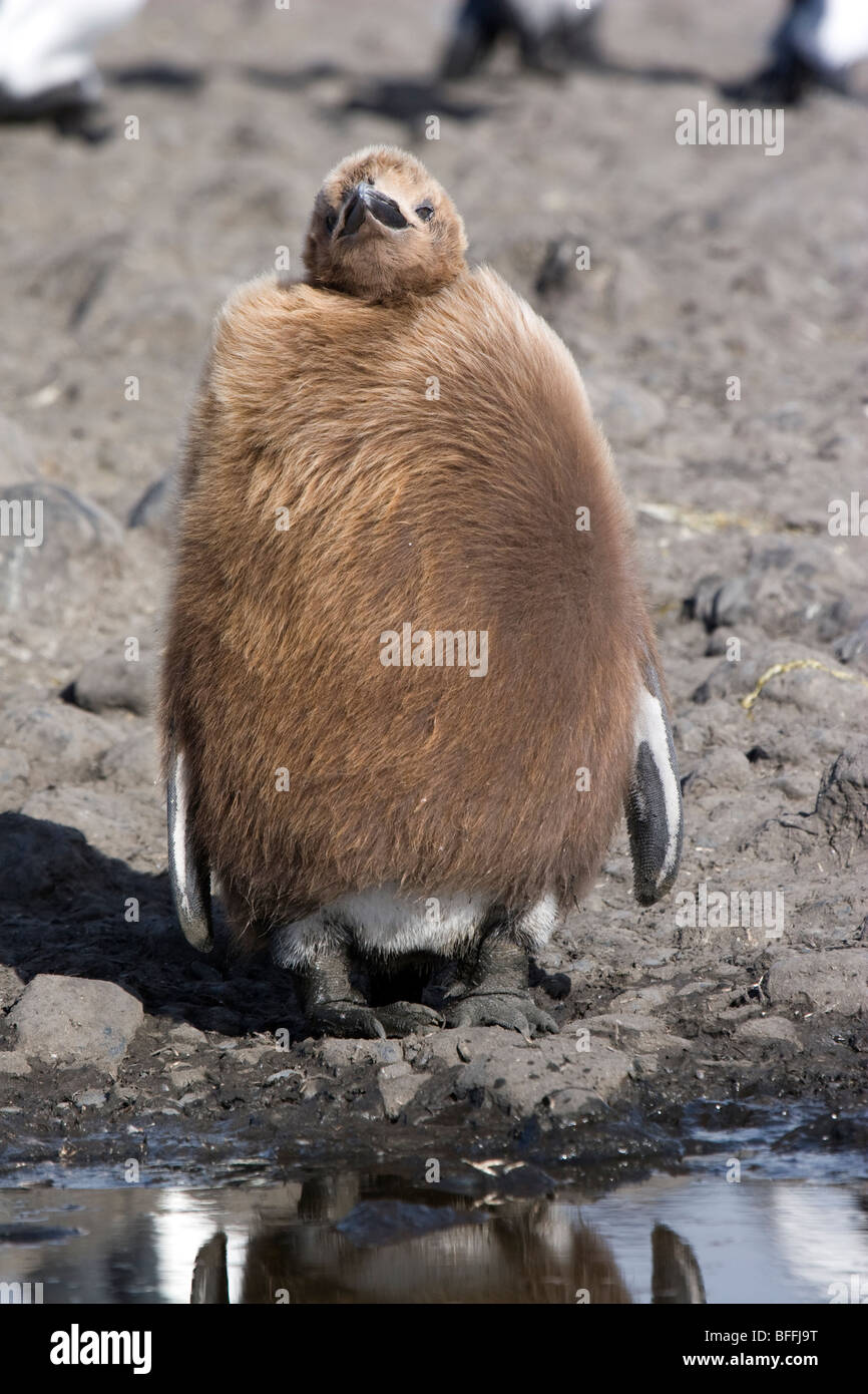 Fat penguin hi-res stock photography and images - Alamy