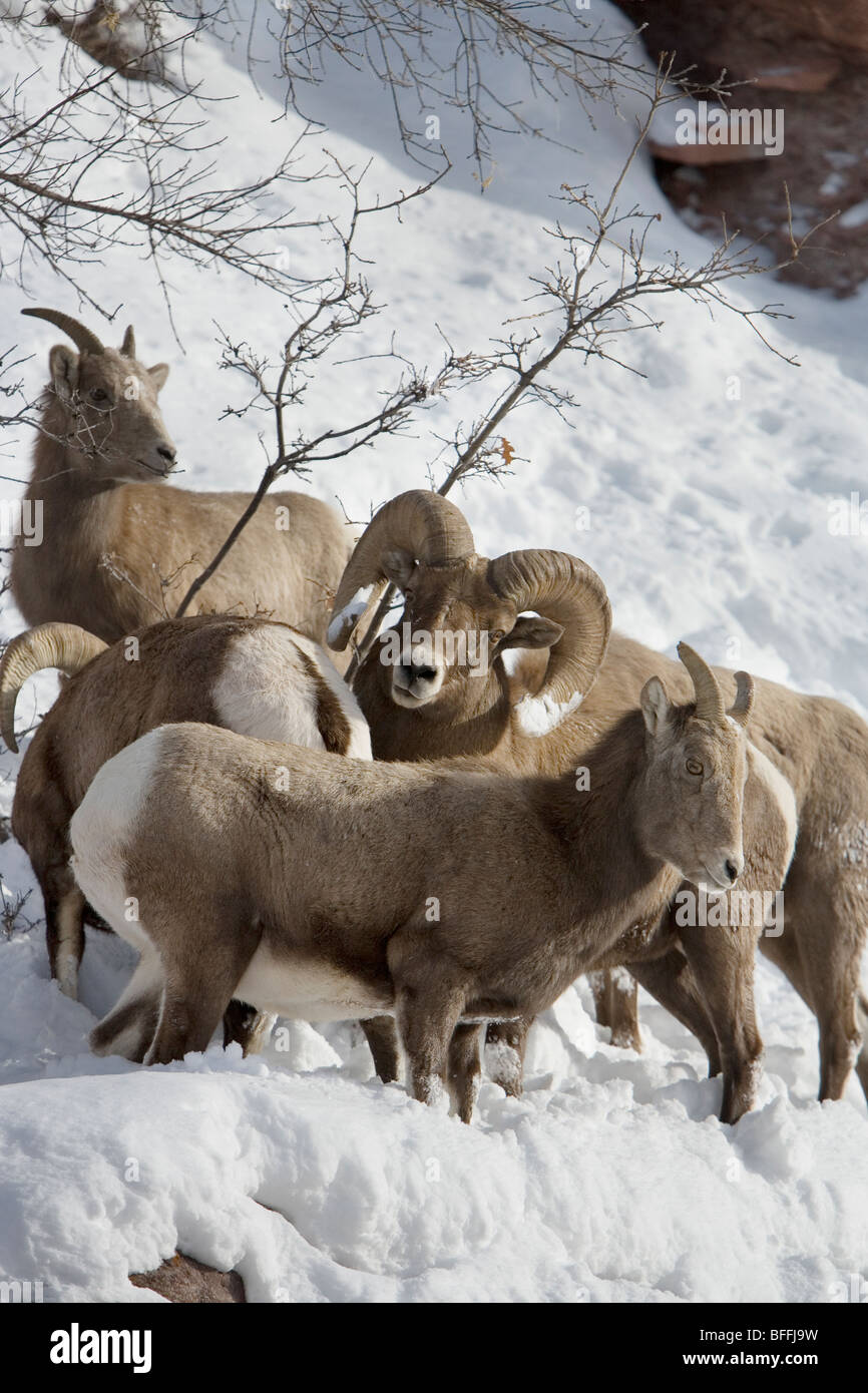 Colorado goats hi-res stock photography and images - Alamy