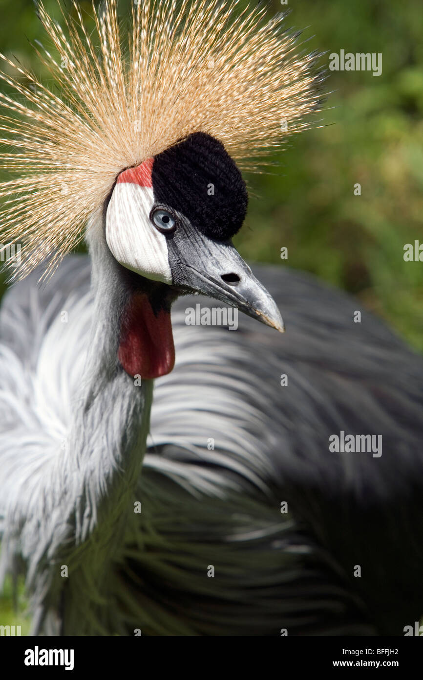 african crowned crane Stock Photo - Alamy