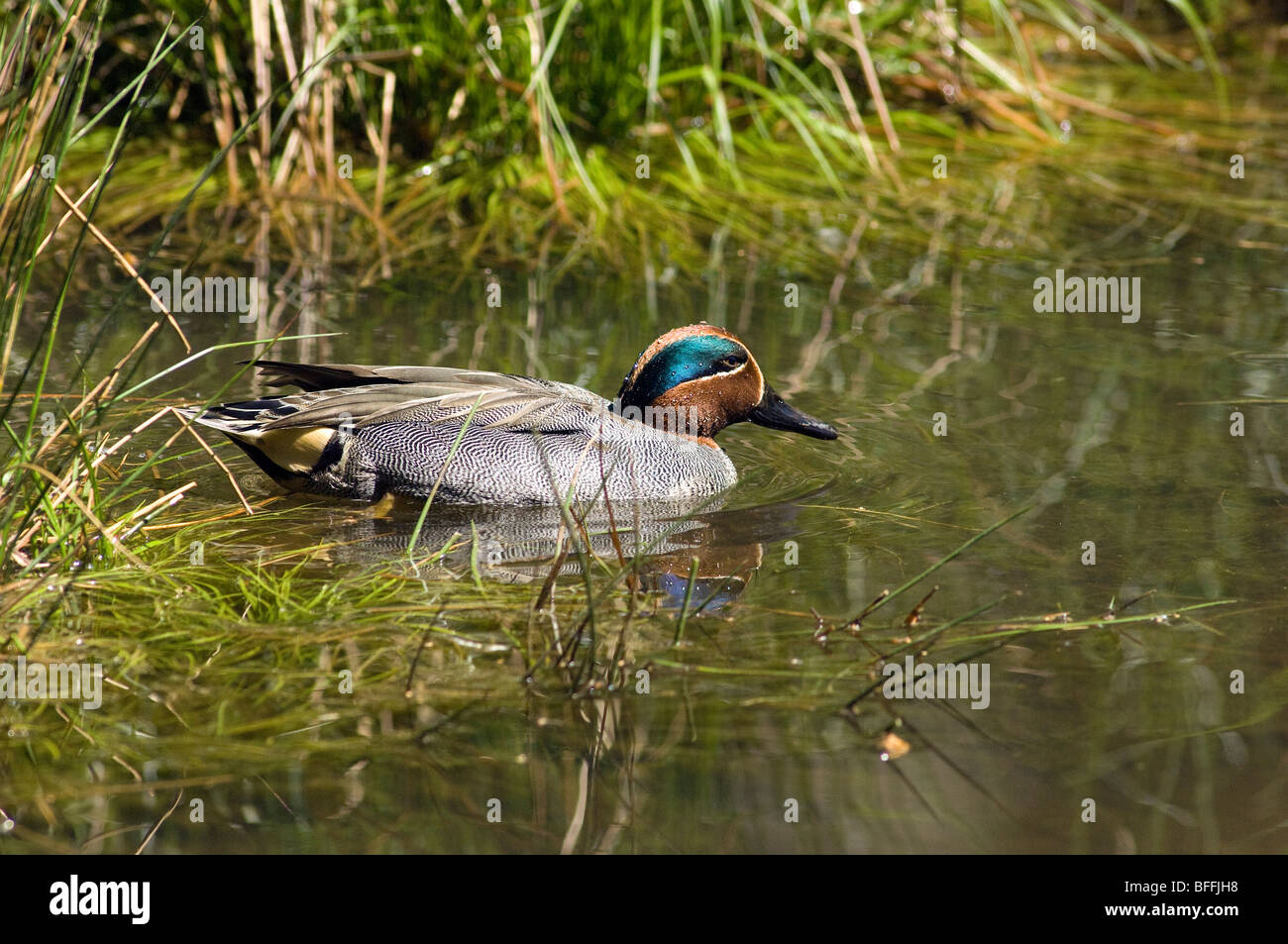 Anatidae hi-res stock photography and images - Alamy