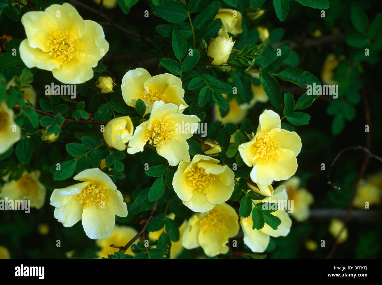 Close-up of yellow rose Stock Photo - Alamy