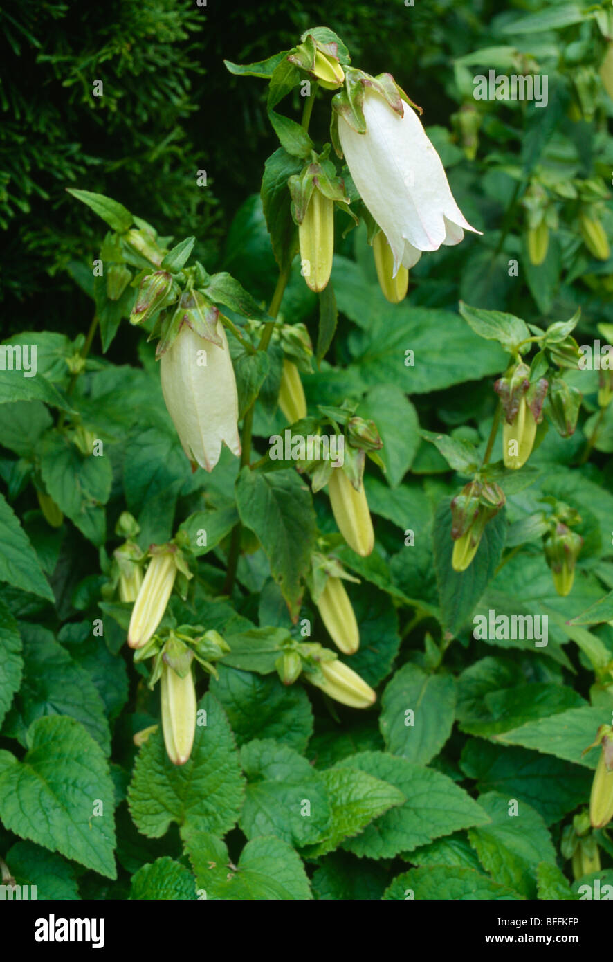 Close-up of tall white bell-flower Stock Photo - Alamy