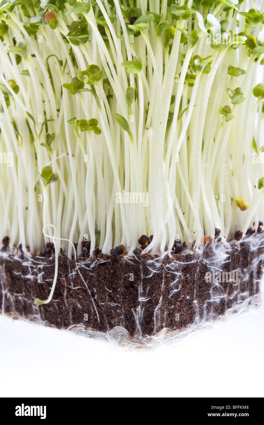 Mustard cress hi-res stock photography and images - Alamy