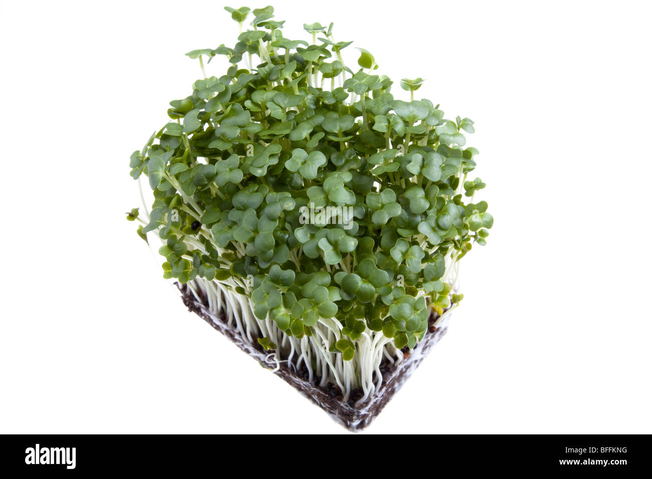 Mustard cress hi-res stock photography and images - Alamy