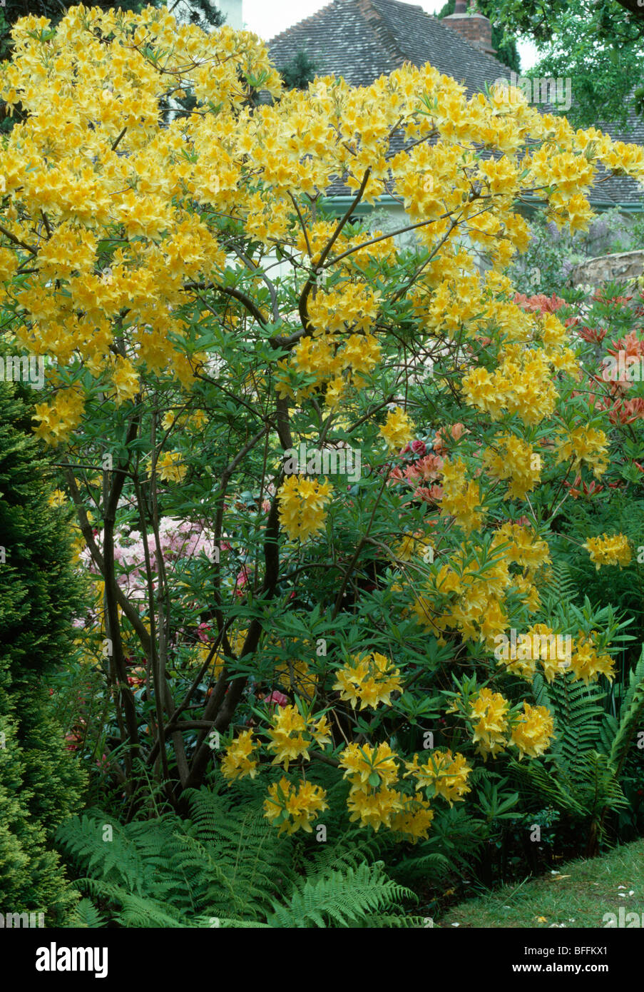 Azalea rhododendron borders hi-res stock photography and images - Alamy