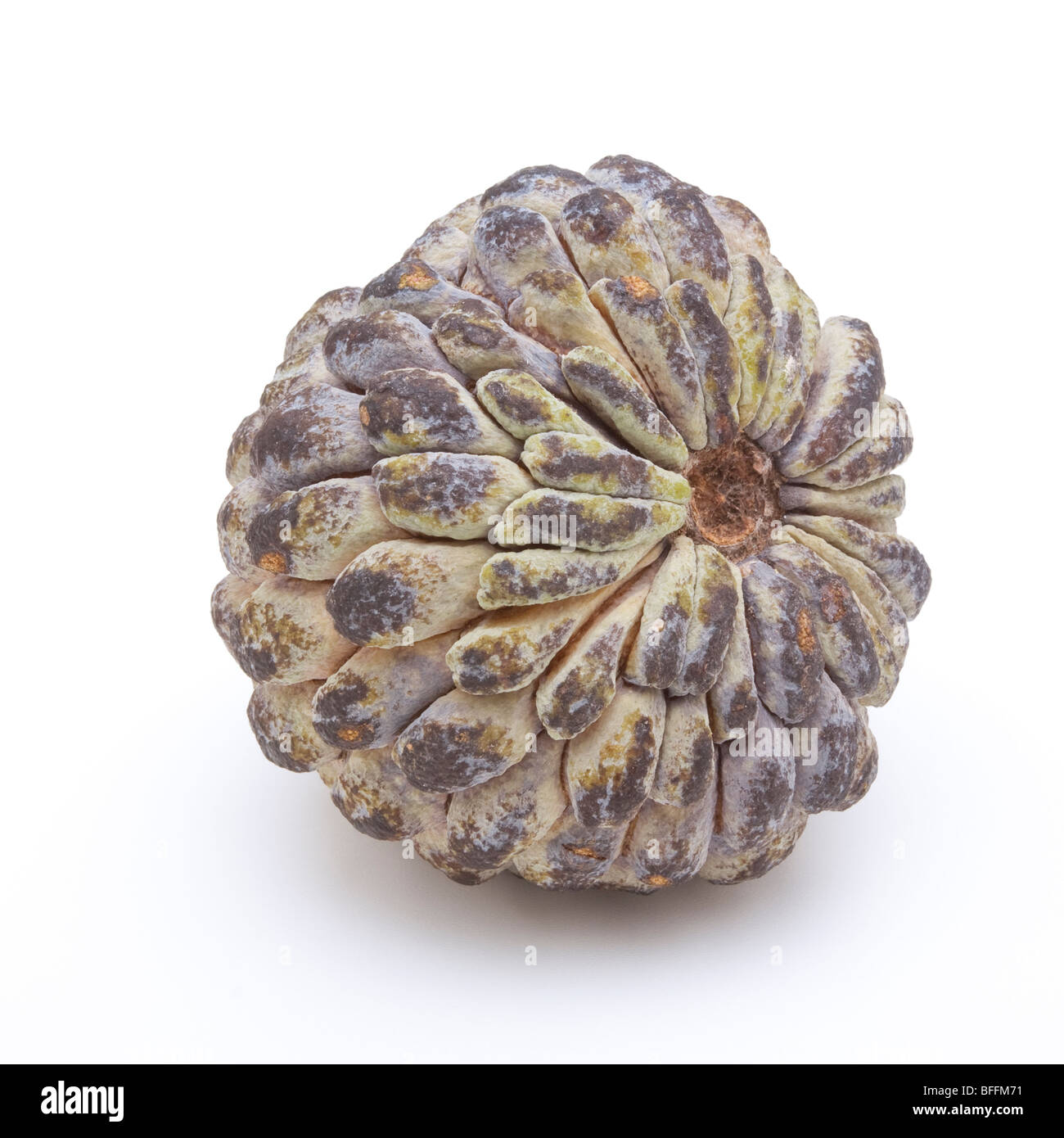 Sugar apple annona scaly tropical fruit hi-res stock photography and ...