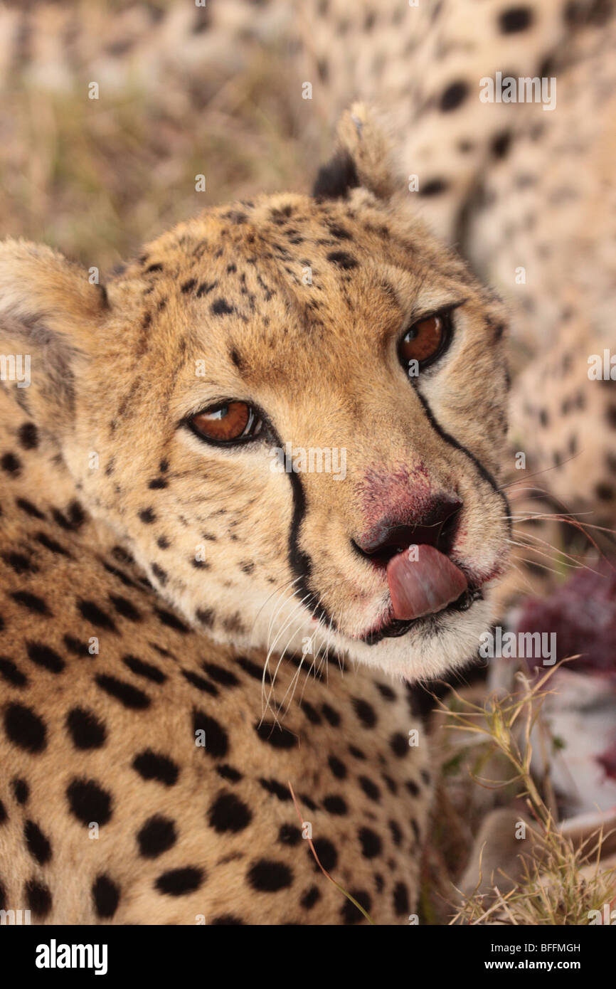 Cheetah tongue hi-res stock photography and images - Alamy
