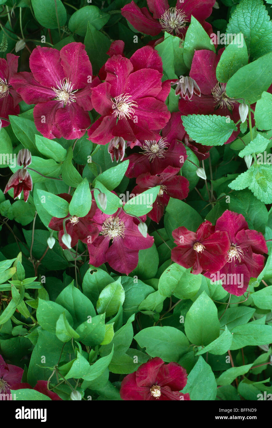 Clematis Niobe High Resolution Stock Photography and Images - Alamy