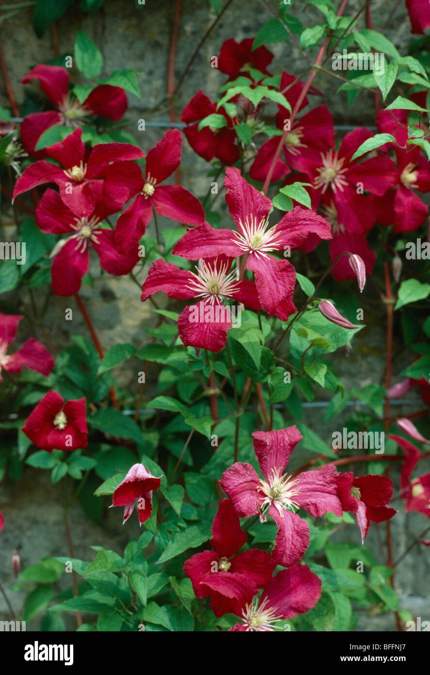 Plants red clematis hi-res stock photography and images - Alamy