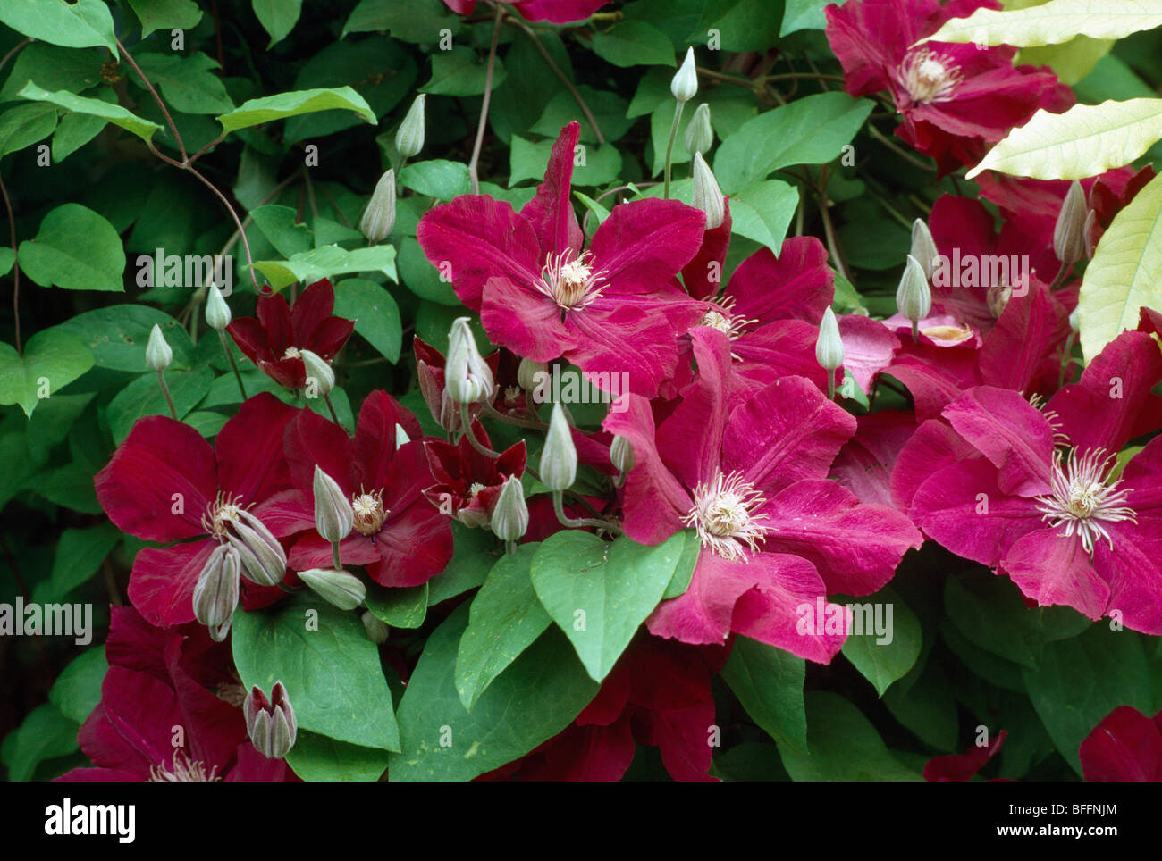 Plants clematis red hi-res stock photography and images - Alamy