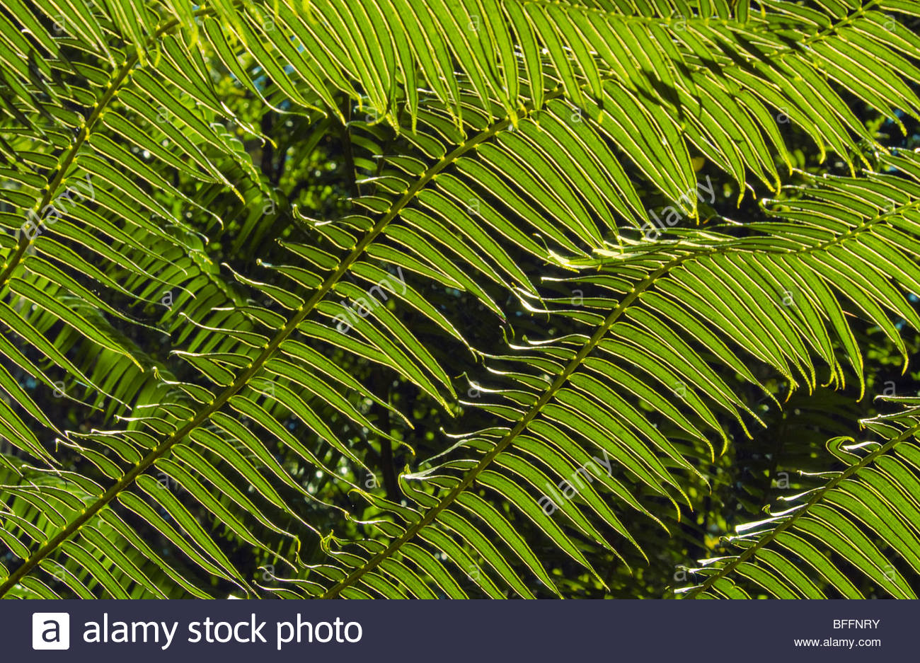 Backlit Ferns Stock Photos & Backlit Ferns Stock Images - Alamy