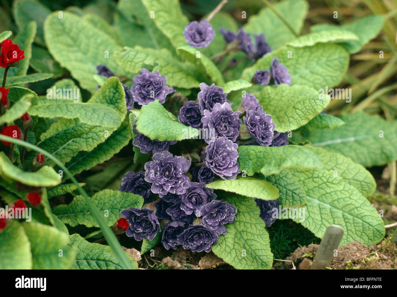 Purple double primula hi-res stock photography and images - Alamy