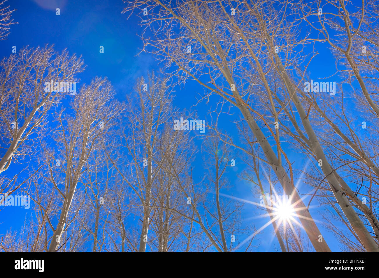 Sunshine through aspen trees Stock Photo - Alamy
