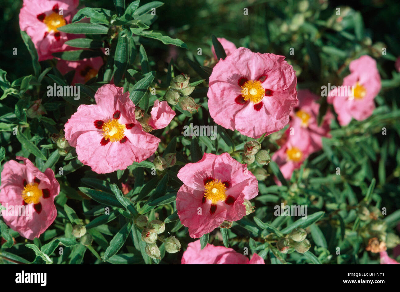 Cistus plants hi-res stock photography and images - Alamy