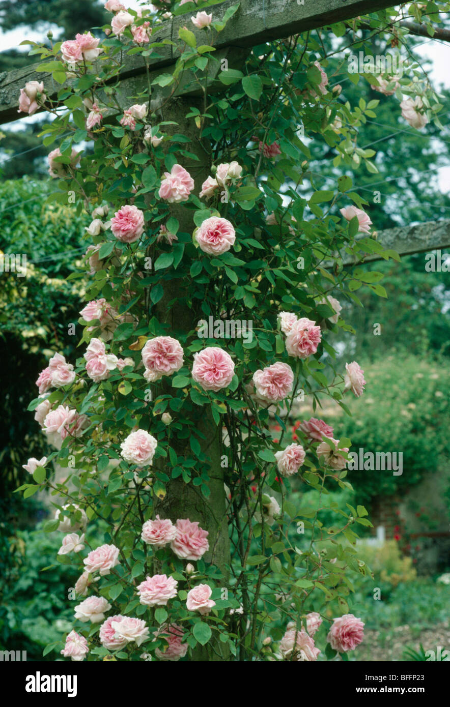 Climbing roses on pergola hi-res stock photography and images - Alamy