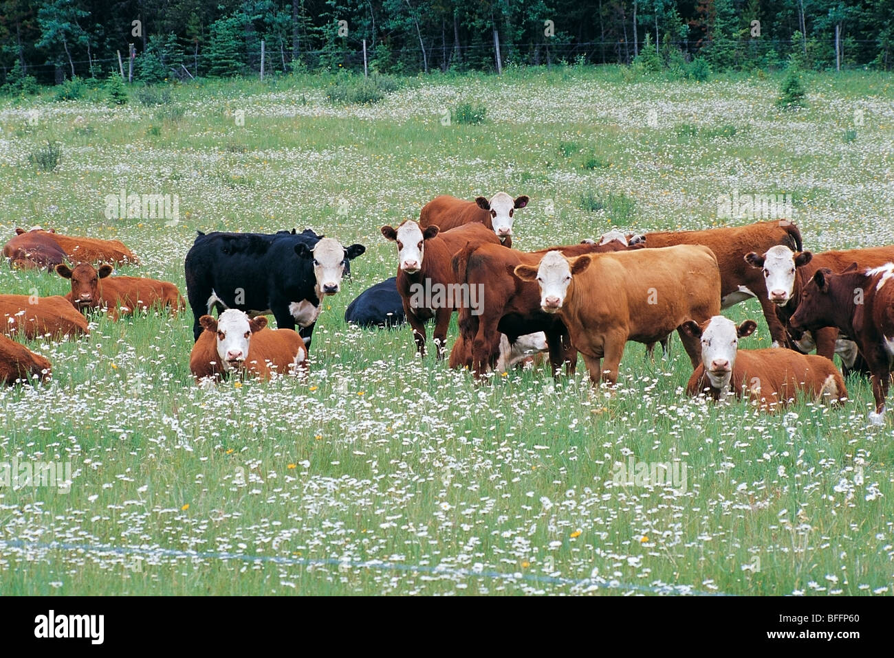 smiling cattle grazing in the field with daisies, Cariboo Region ...