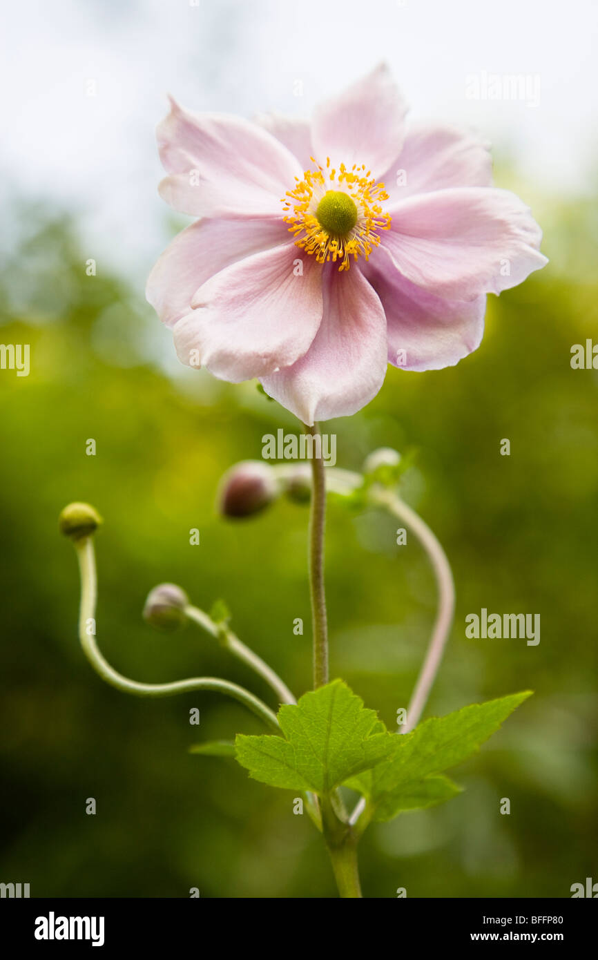 Simple flower stems hi-res stock photography and images - Alamy