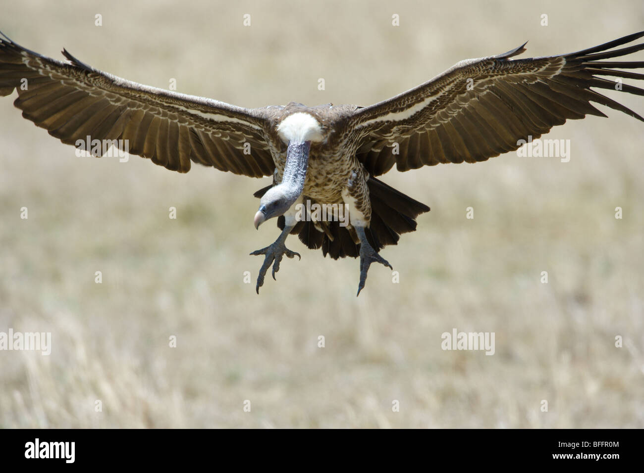 Ruppell's Griffon Vulture, Gyps rueppellii, coming into land at a ...