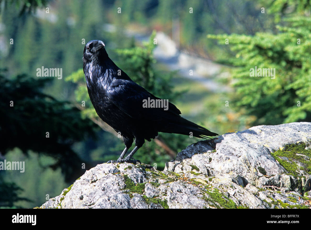 Common raven (Corvus corax), Hollyburn Mountain, Cypress Provincial ...