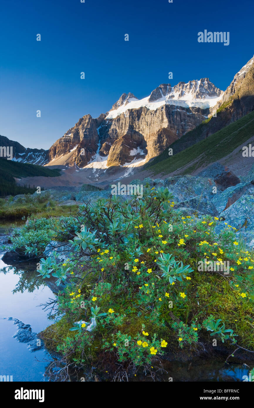 Banff national park mountain wildflowers hi-res stock photography and ...