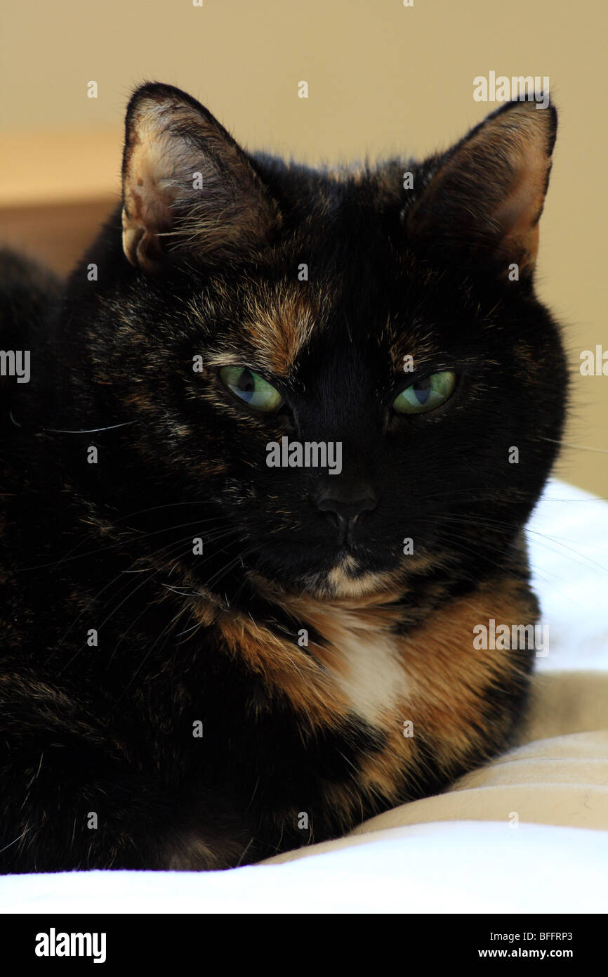 An adorable tortoiseshell adult female cat Stock Photo - Alamy