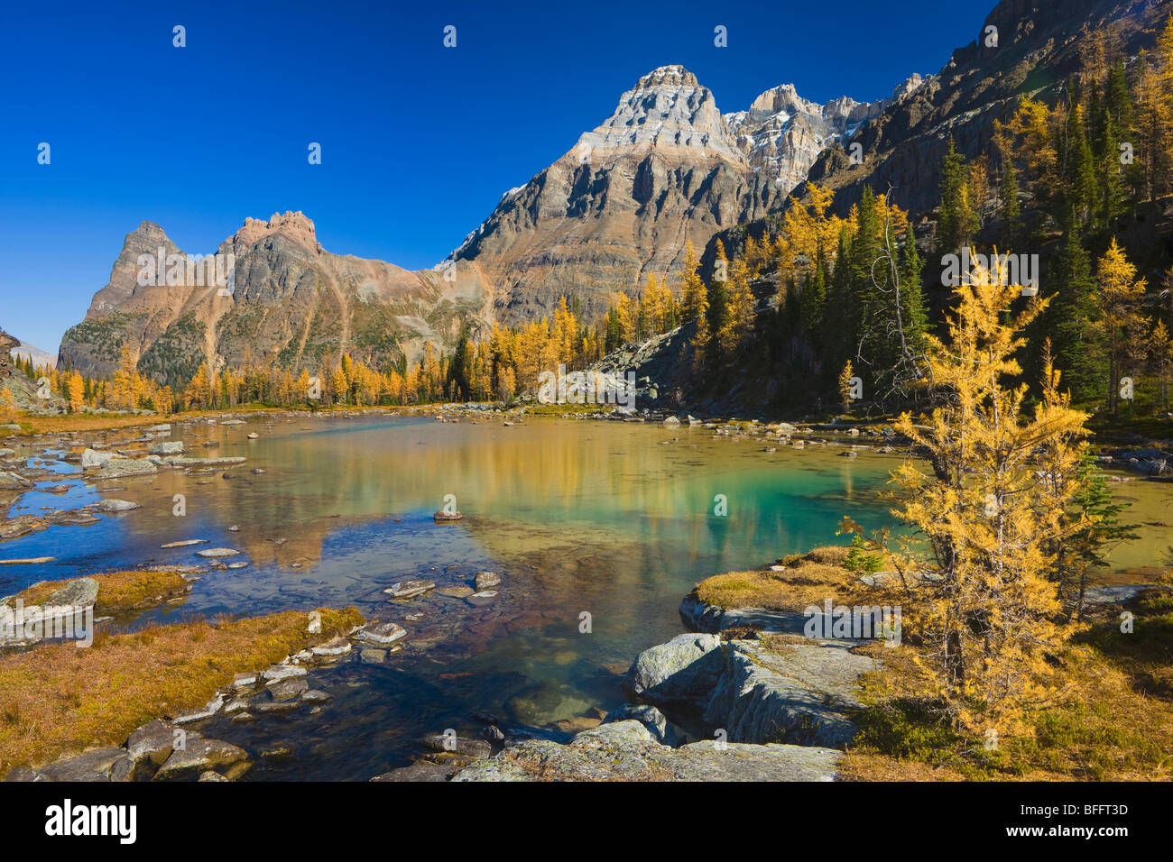 Larch trees hi-res stock photography and images - Alamy
