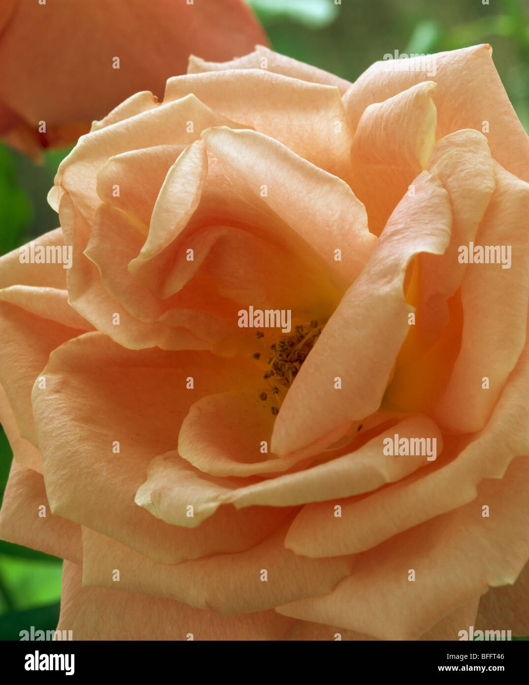 Semi double roses hi-res stock photography and images - Alamy