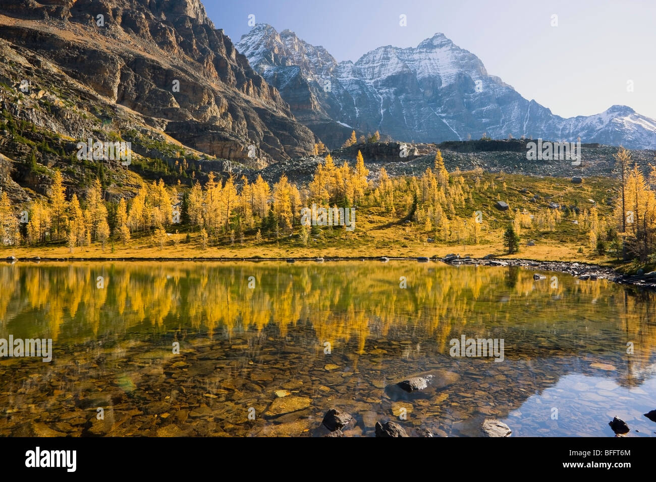 Snowfall in the larch forest hi-res stock photography and images - Alamy
