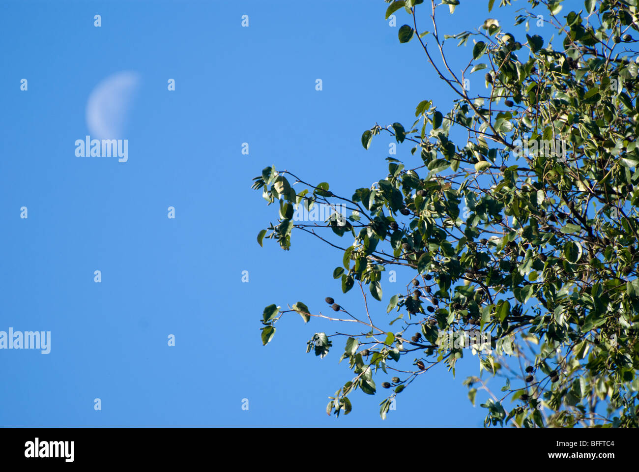 Woodland side view with sky hi-res stock photography and images - Alamy
