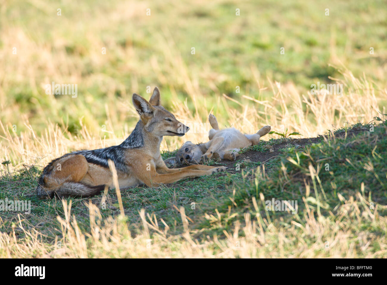 Mother and pup, Black-backed Jackal, Canis mesomelas playing. Masai Mara National Reserve, Kenya ...