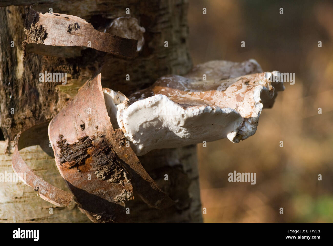 Bracket fungus growing on a decaying silver birch tree Stock Photo - Alamy