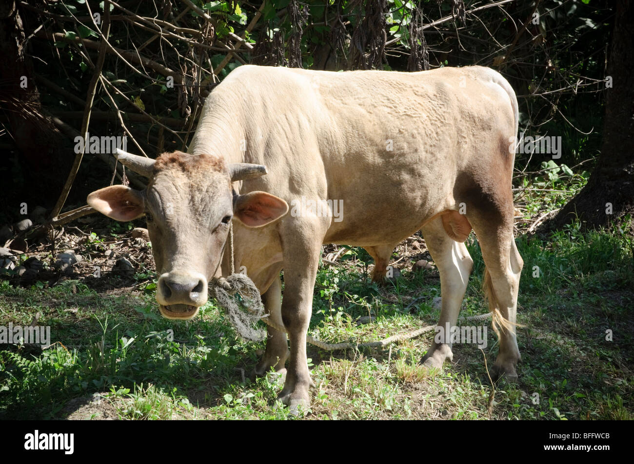 Organic beef cattle hi-res stock photography and images - Alamy